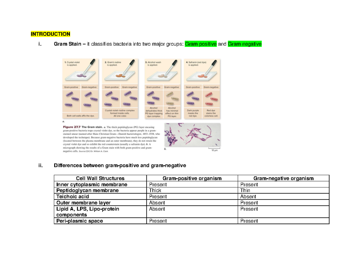 MBL3 - Gram Positive Bacterial Pathogens Notes - INTRODUCTION i. Gram ...