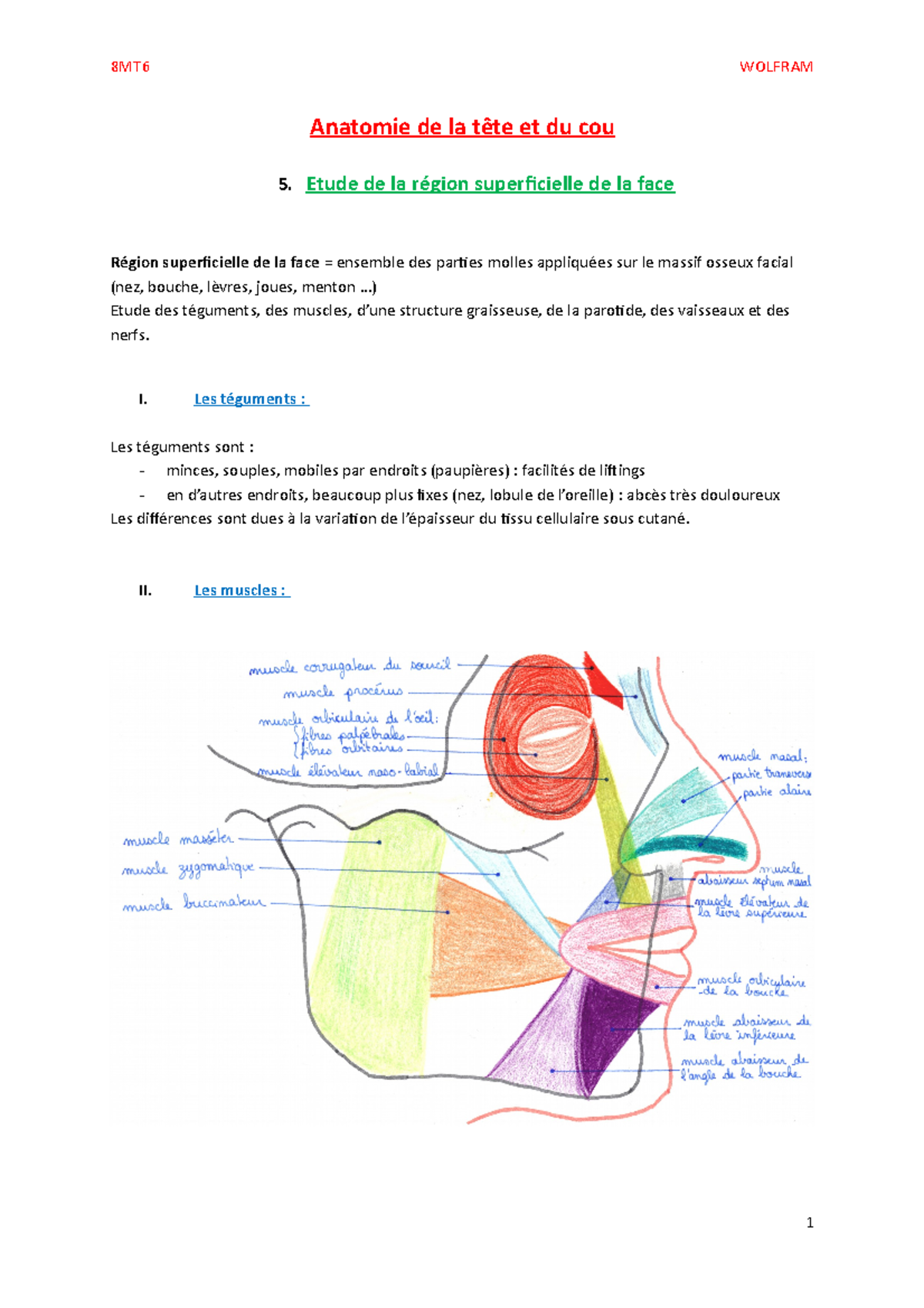 8MT6 La région superficielle de la face - 8MT6 WOLFRAM Anatomie de la ...