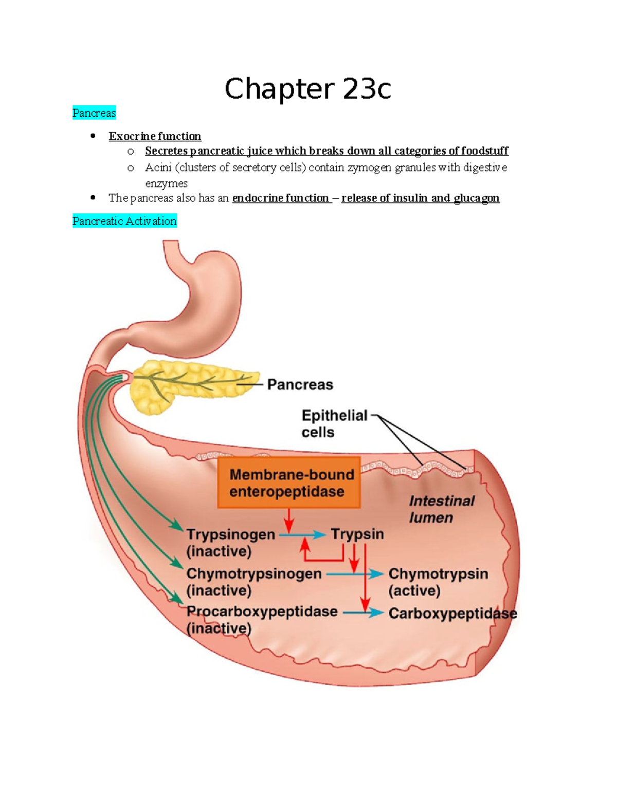 Chapter 23c - Shawn Iverson - Teacher - Chapter 23c Pancreas Exocrine ...
