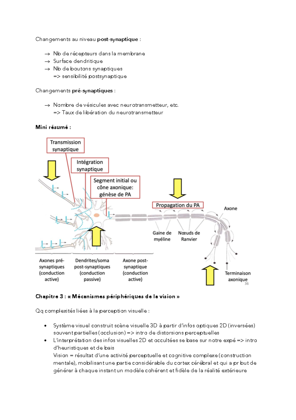 BN résumé Chapitre 3 - Changements au niveau post-synaptique : ® Nb de ...