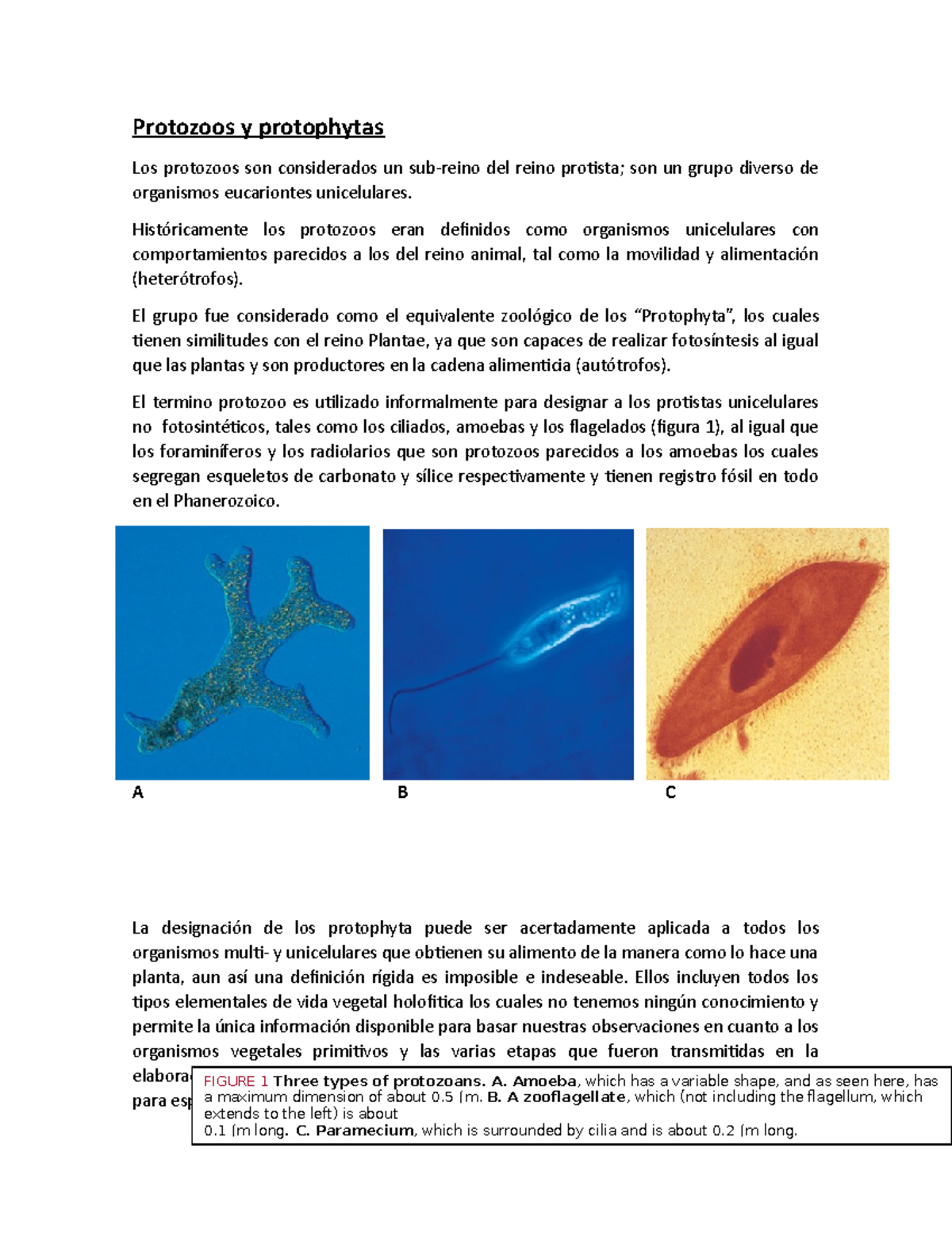 Pteridosperma y Helechos, Protophytas y Protozoos - Protozoos y ...