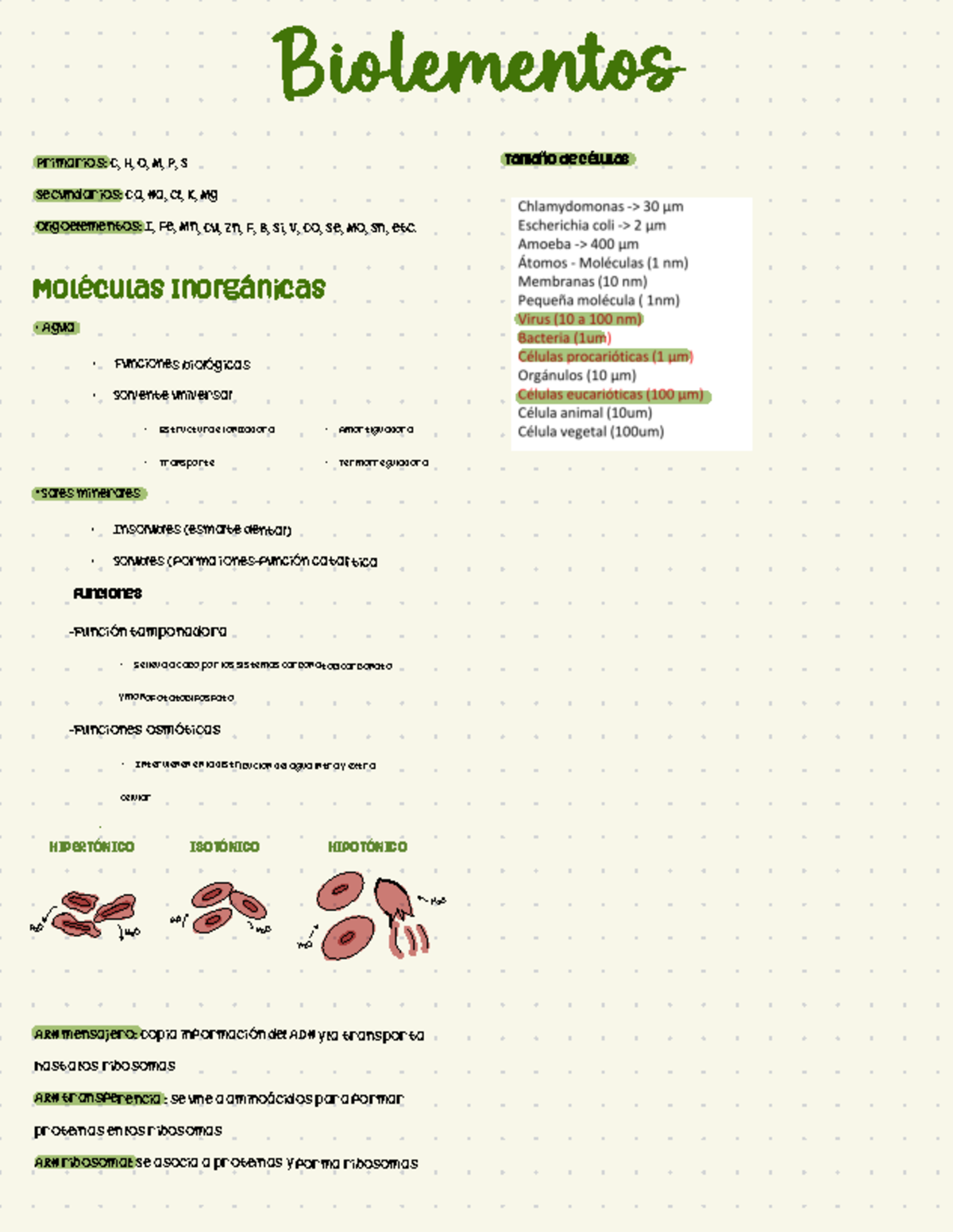 Bioelementos - Biolementos Primarios: C, H, O, M, P, S Secundarios: Ca, Na, cl, K, Mg - Studocu