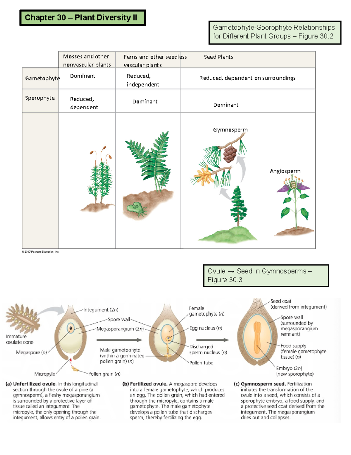 Chapter 30 Plant Diversity II - Chapter 30 – Plant Diversity II ...