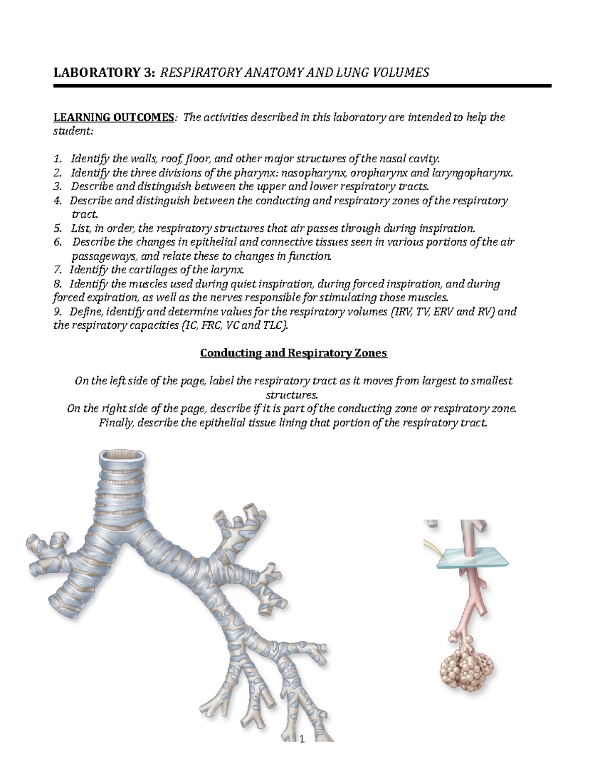 HSCI 103 Lab 3 The Respiratory System - LABORATORY 3: RESPIRATORY ...