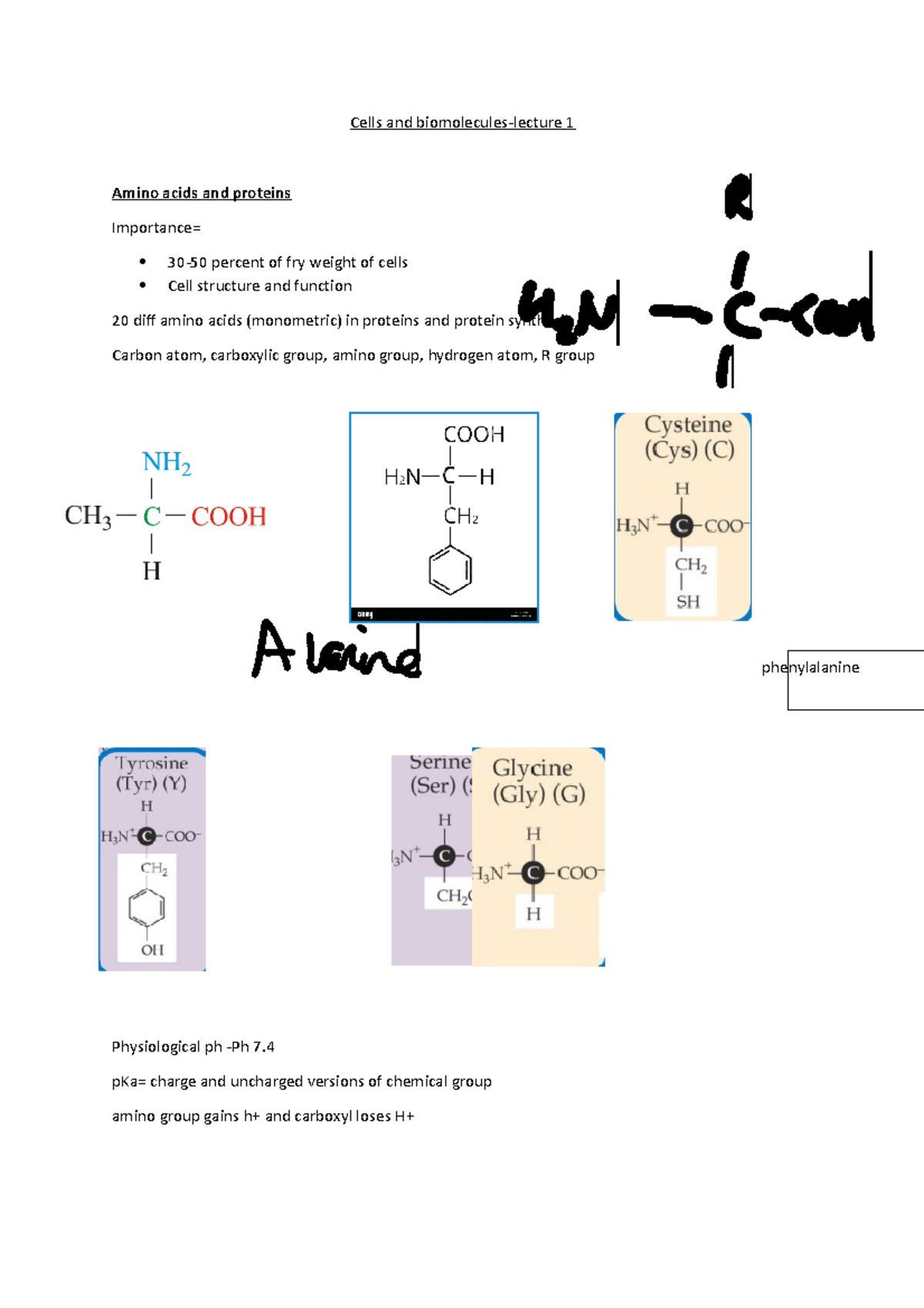 Cells and biomolecules - proteins and AA - Cells and biomolecules ...