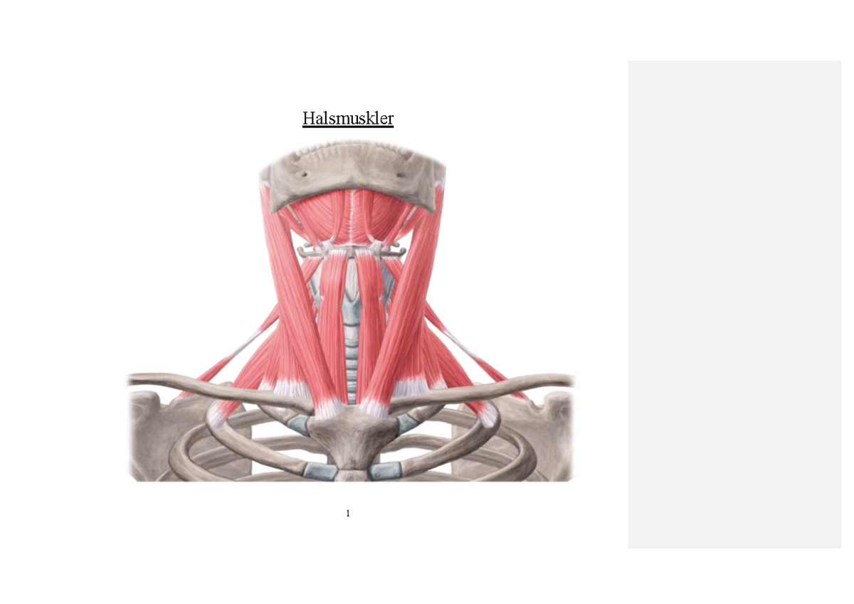 Hals- og nakkemuskler - Halsmuskler Navn Udspring Insertion Funktion ...