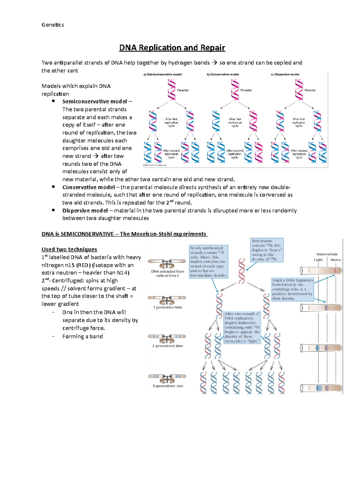 DNA Replication and Repair - notes - DNA Replication and Repair Two ...