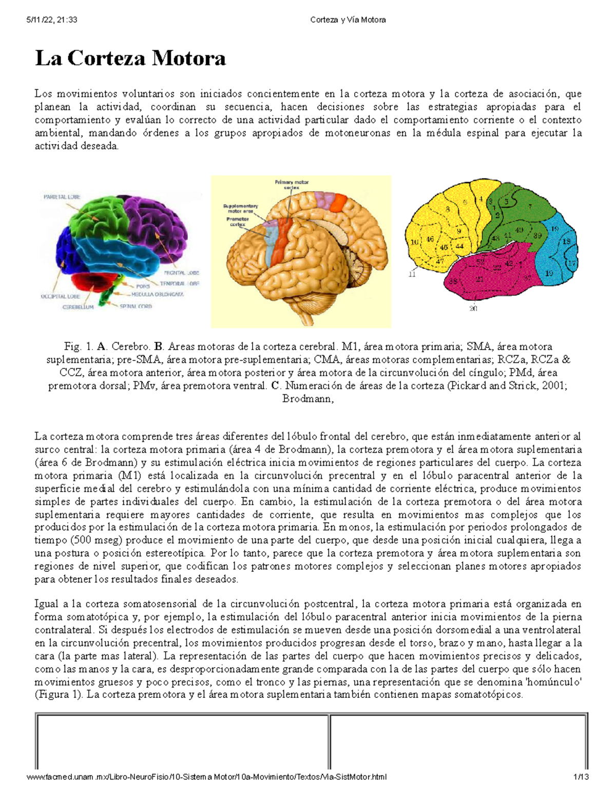 Corteza y Vía Motora - La Corteza Motora Los movimientos voluntarios ...
