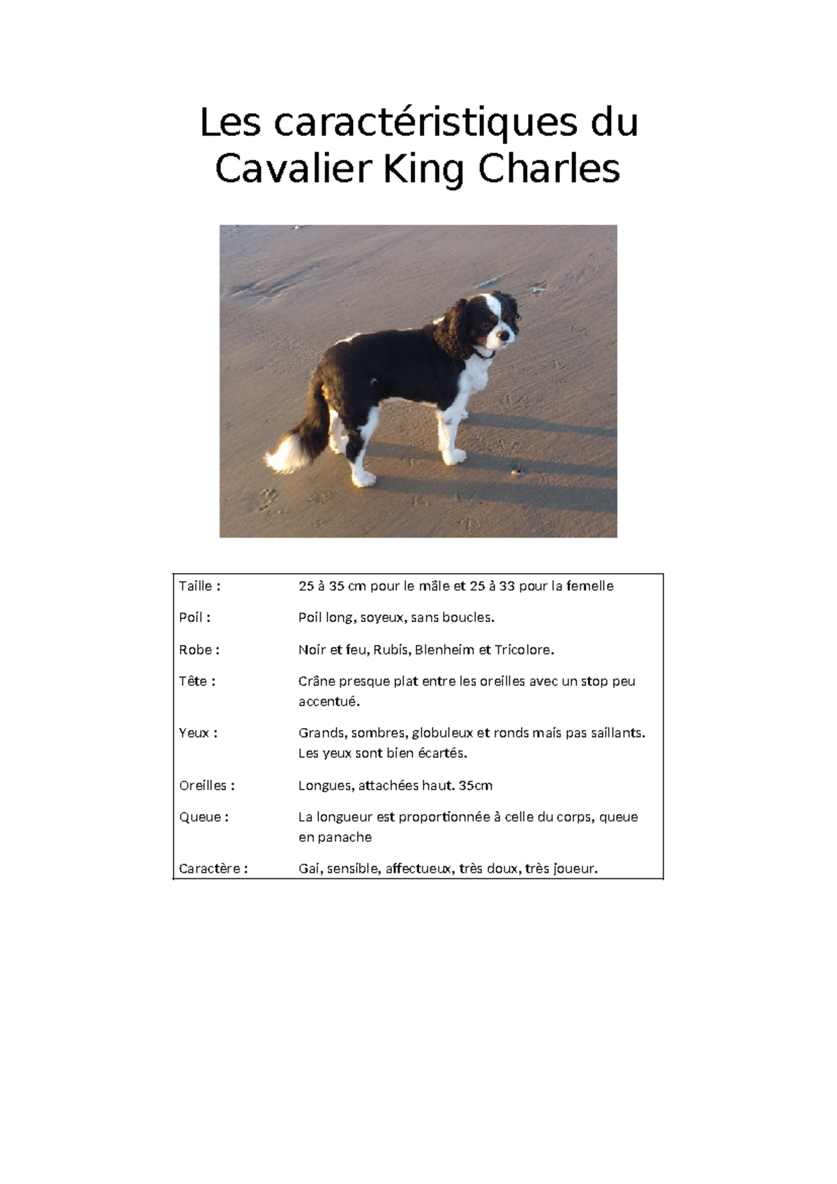 Pix chien - ... - Les caractéristiques du Cavalier King Charles Taille ...