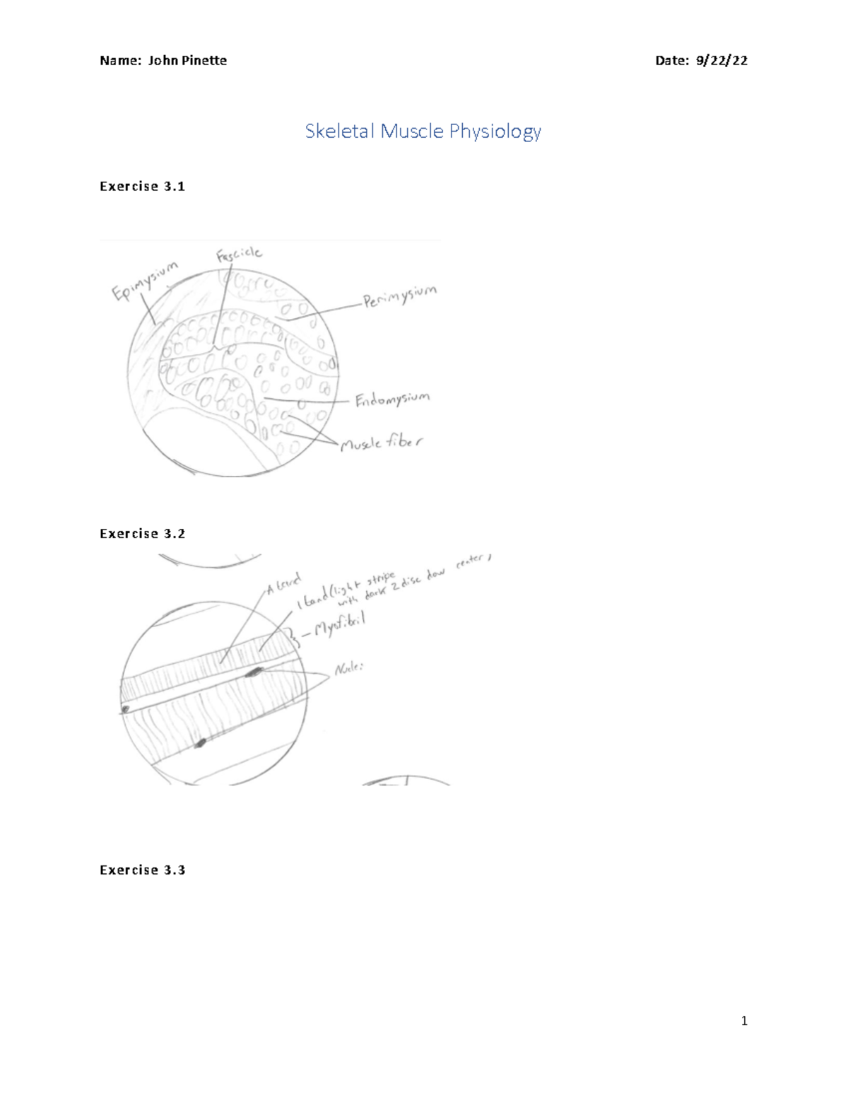 Skeletal Muscle Lab - Human Physiology - Skeletal Muscle Physiology ...