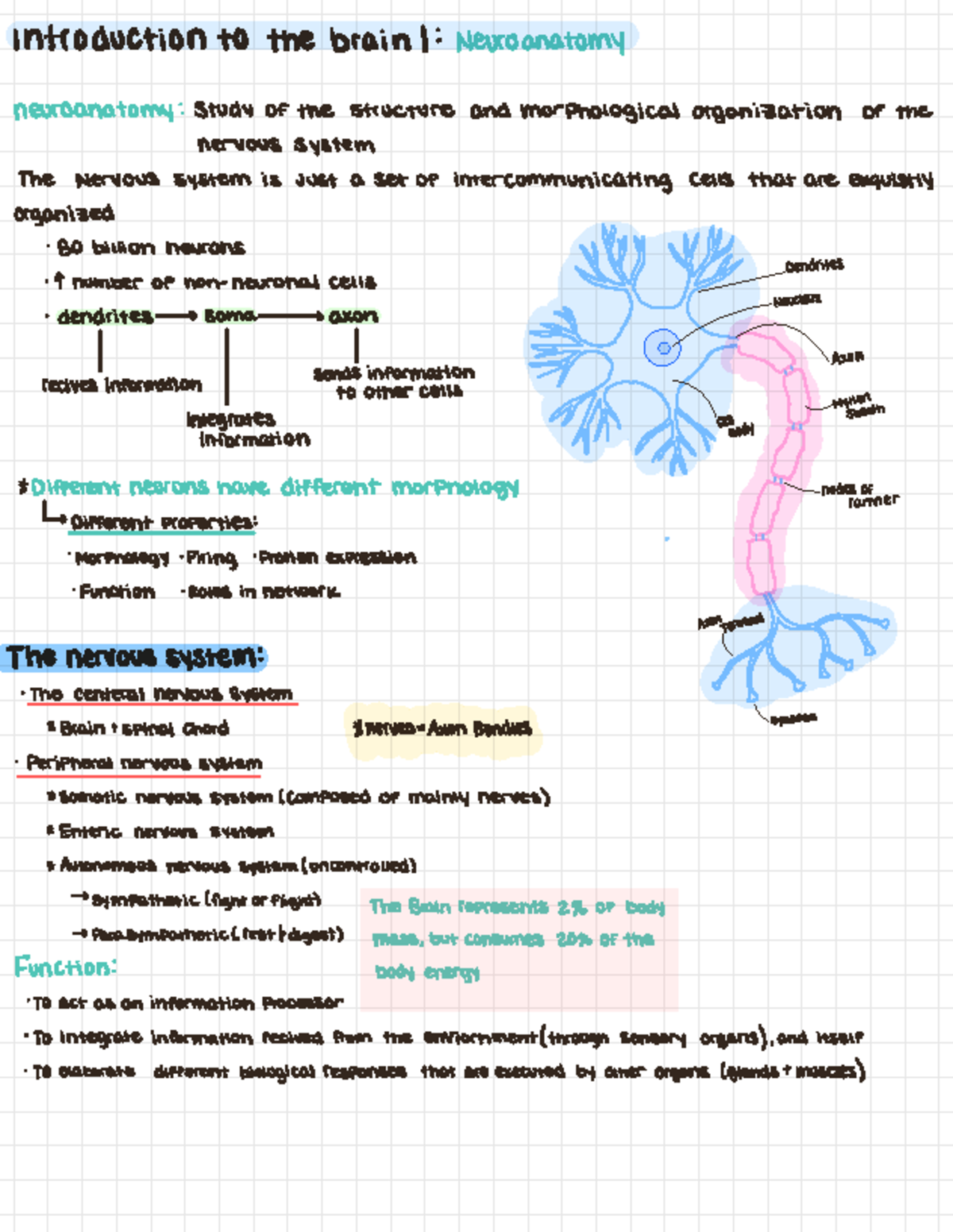Fundamentals Of Neuroscience Exam 1 - introduction to the brain I ...