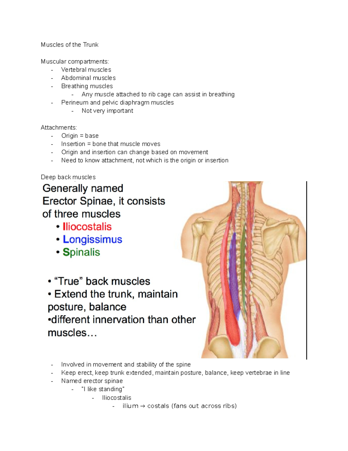 Muscles The Trunk - Lecture notes - Muscles of the Trunk Muscular ...