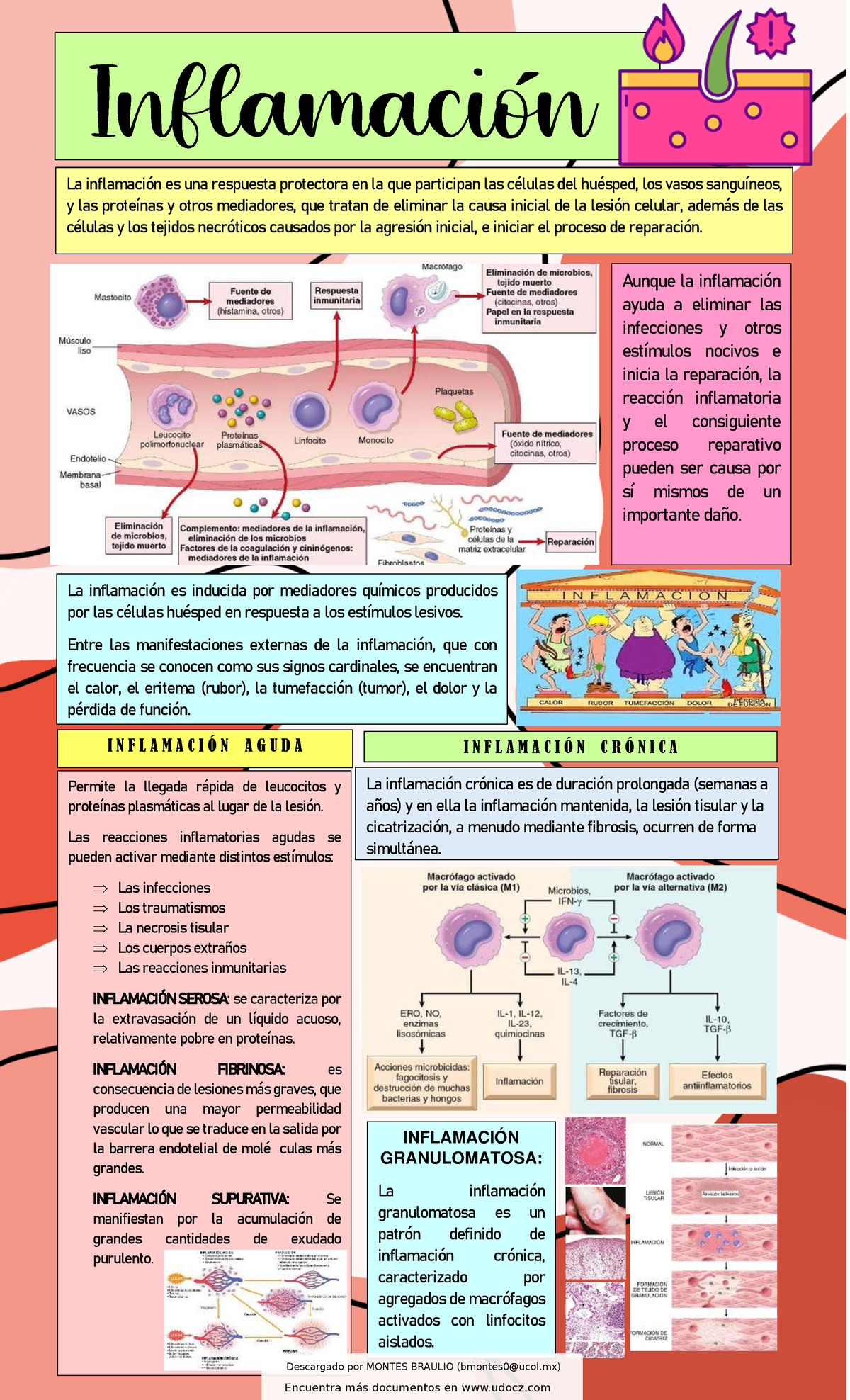 Inflamación - Resumen de Inflamación - Inflamacion La inflamaciÛn es ...