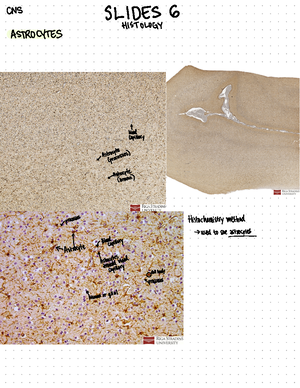 Histology Diagrams - Histology slides structures– 2 nd semester – 1 st ...