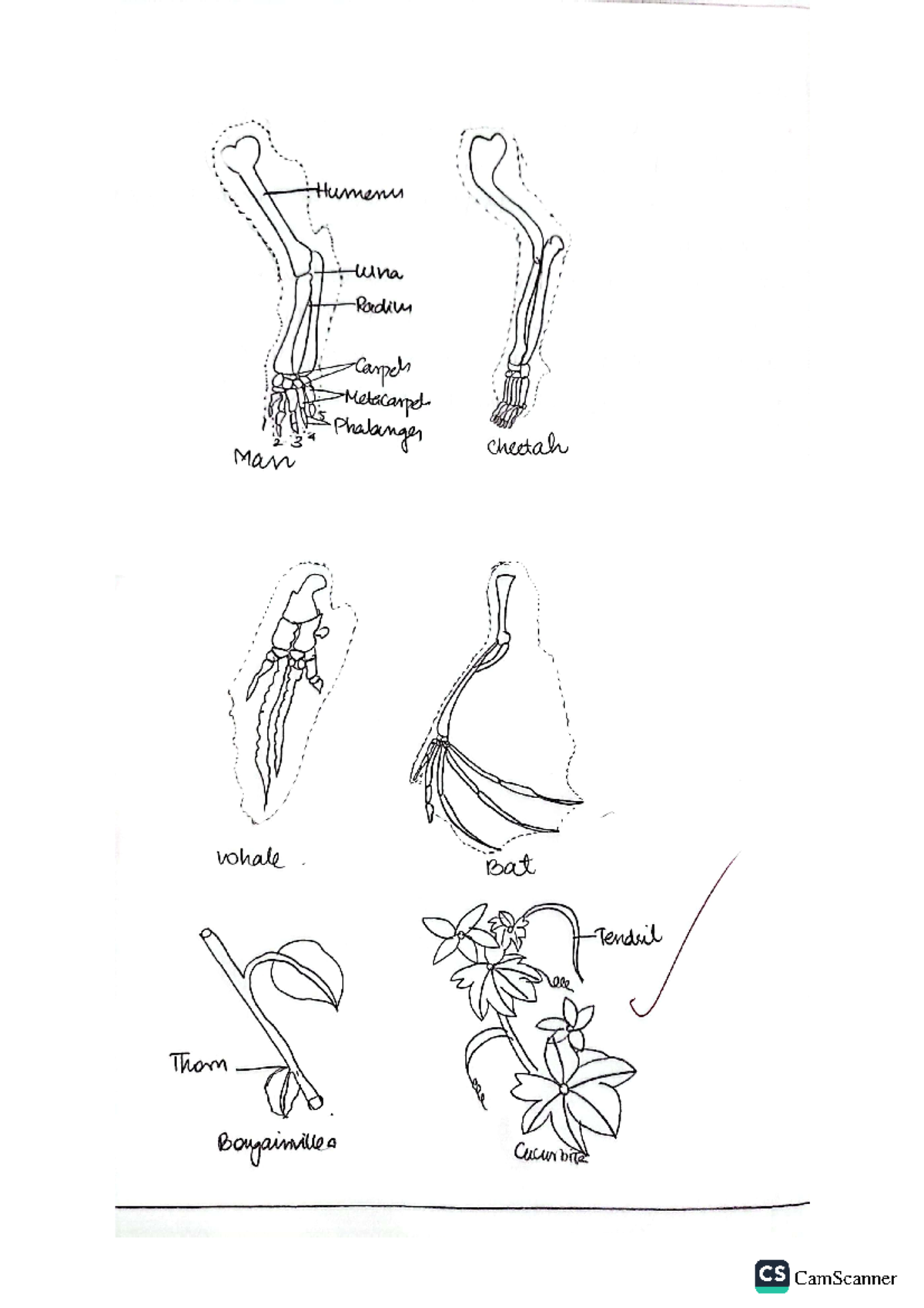 14. Study of homologous and analogous on plants and animals - biology ...