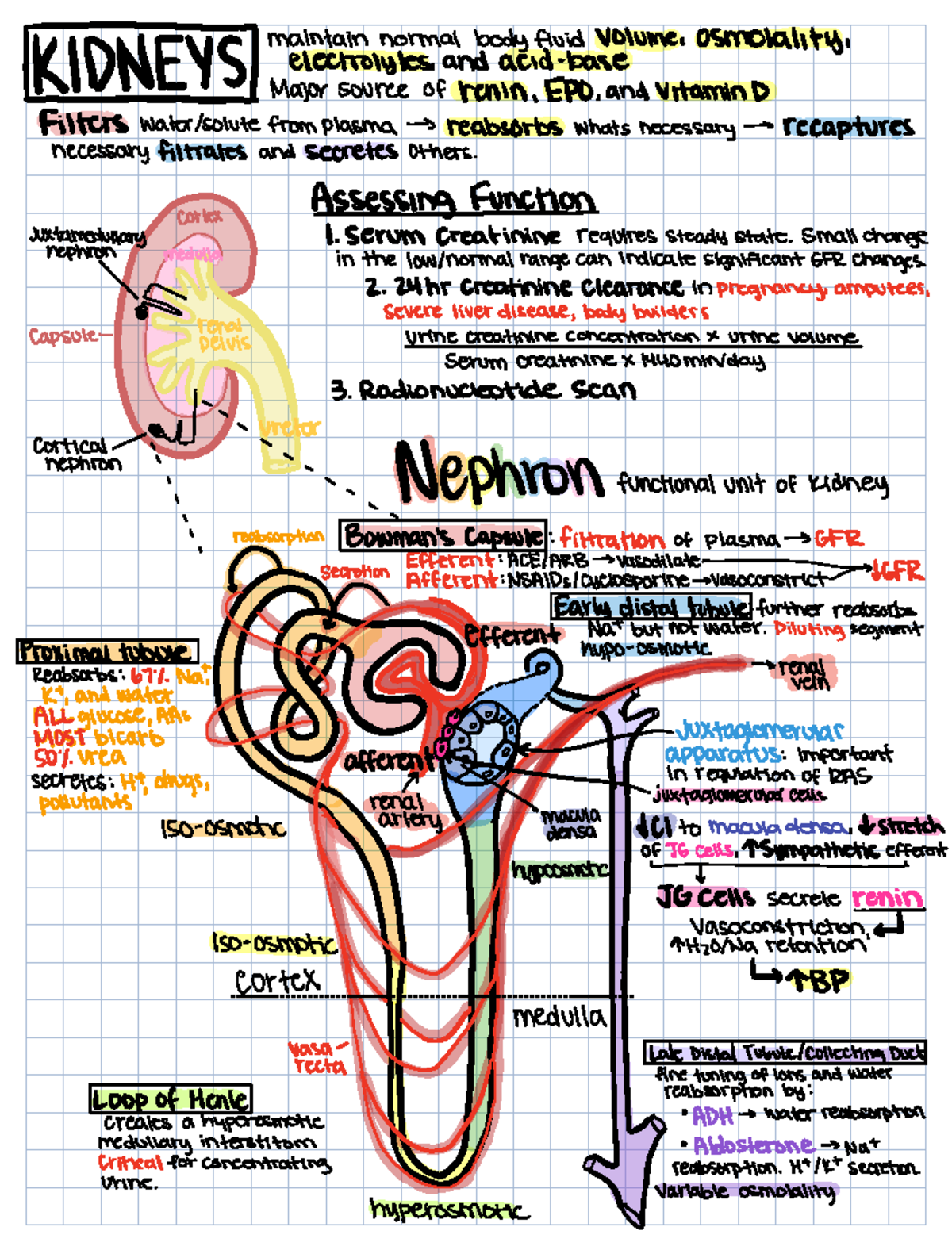Kidney Overview - Summary medicine - K DNT electrolytes and acid base ...