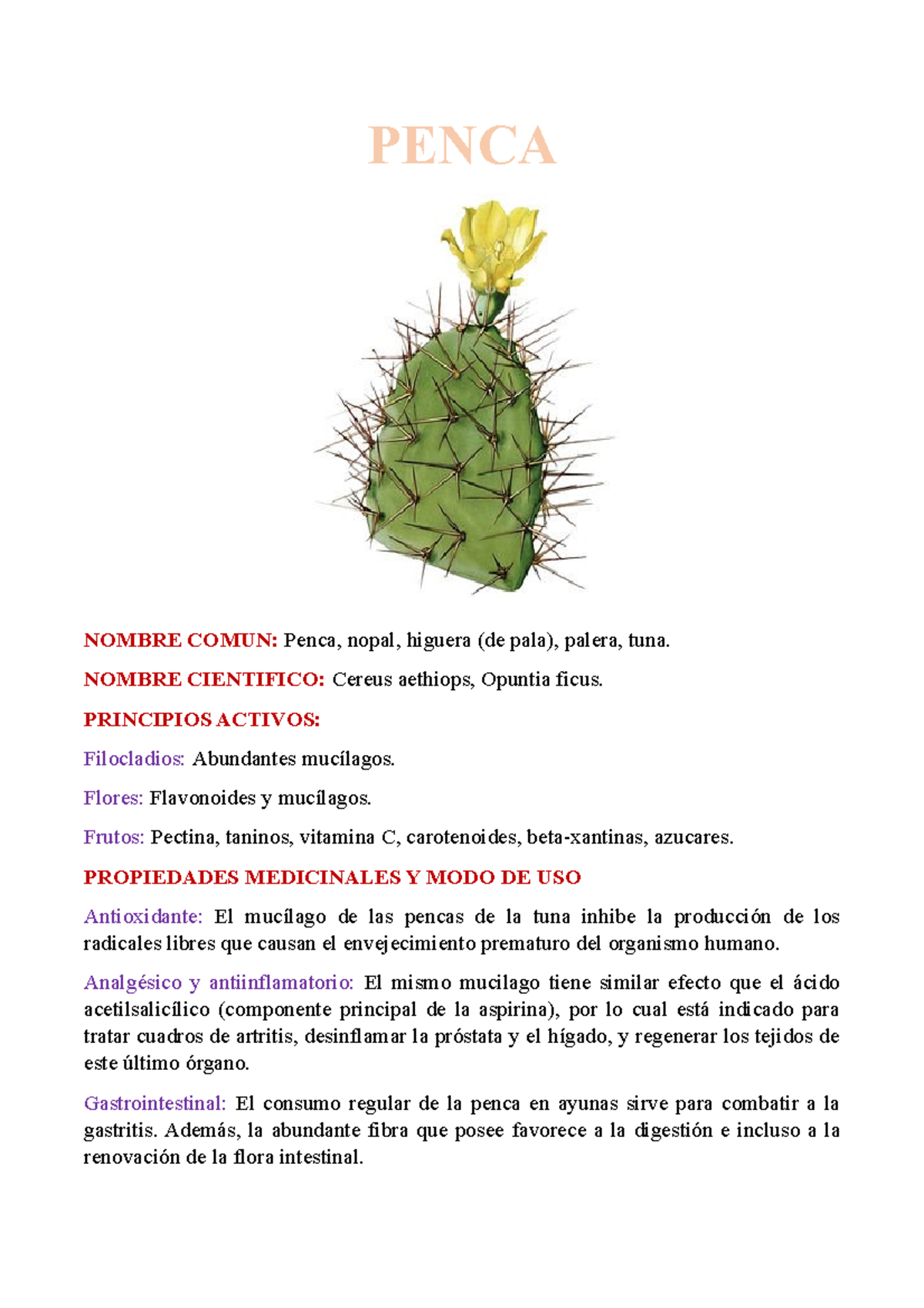 Penca De Tuna O Nopal at Evie Rounsevell blog