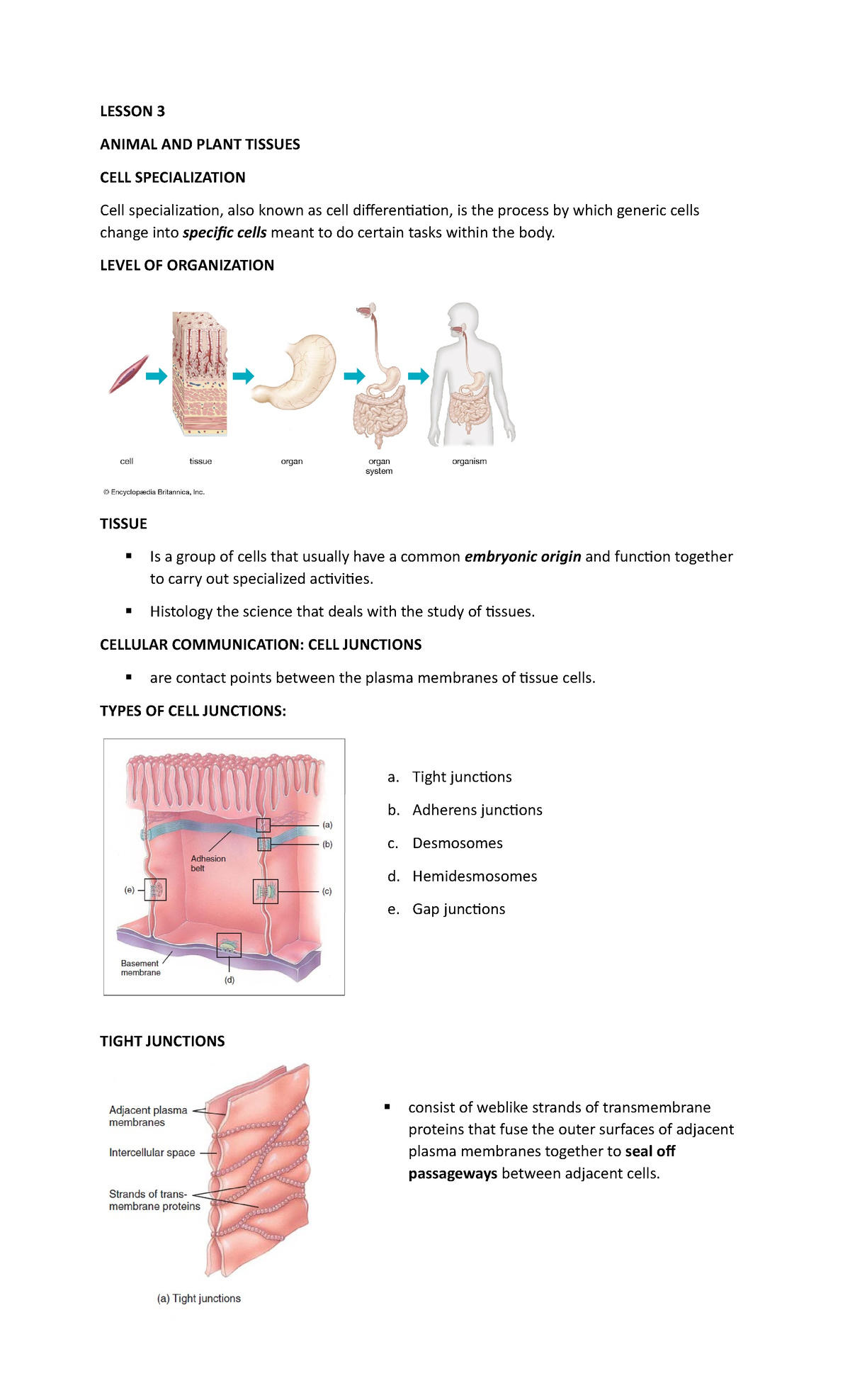 Lesson-3- Tissues Reviewer Biology - LESSON 3 ANIMAL AND PLANT TISSUES ...