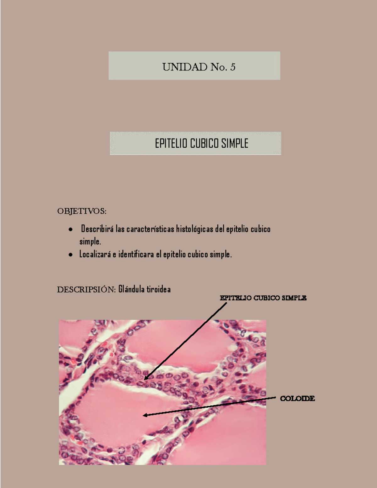 Histologia Practica 4 - UNIDAD No. 5 EPITELIO CUBICO SIMPLE OBJETIVOS: Describirá las - Studocu