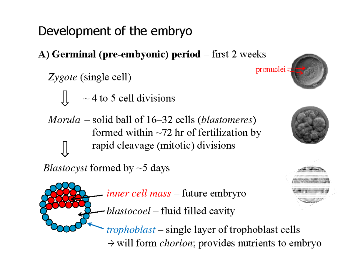 Anatomy notes week 3 - Development of the embryo A) Germinal (pre ...