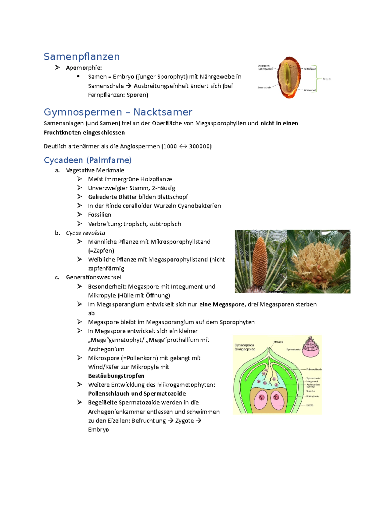 Zusammenfassung - Samenpflanzen - Samenpflanzen Apomorphie: Samen ...