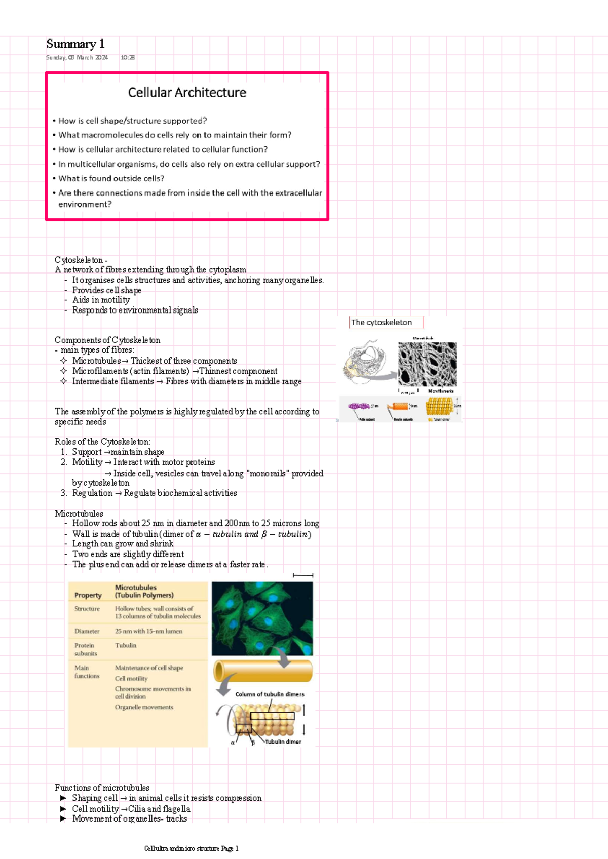 Ultrastructure of cell - Cytoskeleton - A network of fibres extending ...