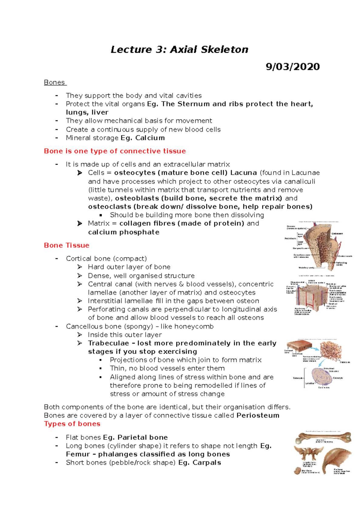 Lecture 3 Axial skeleton - Lecture 3: Axial Skeleton 9/03/ Bones - They ...