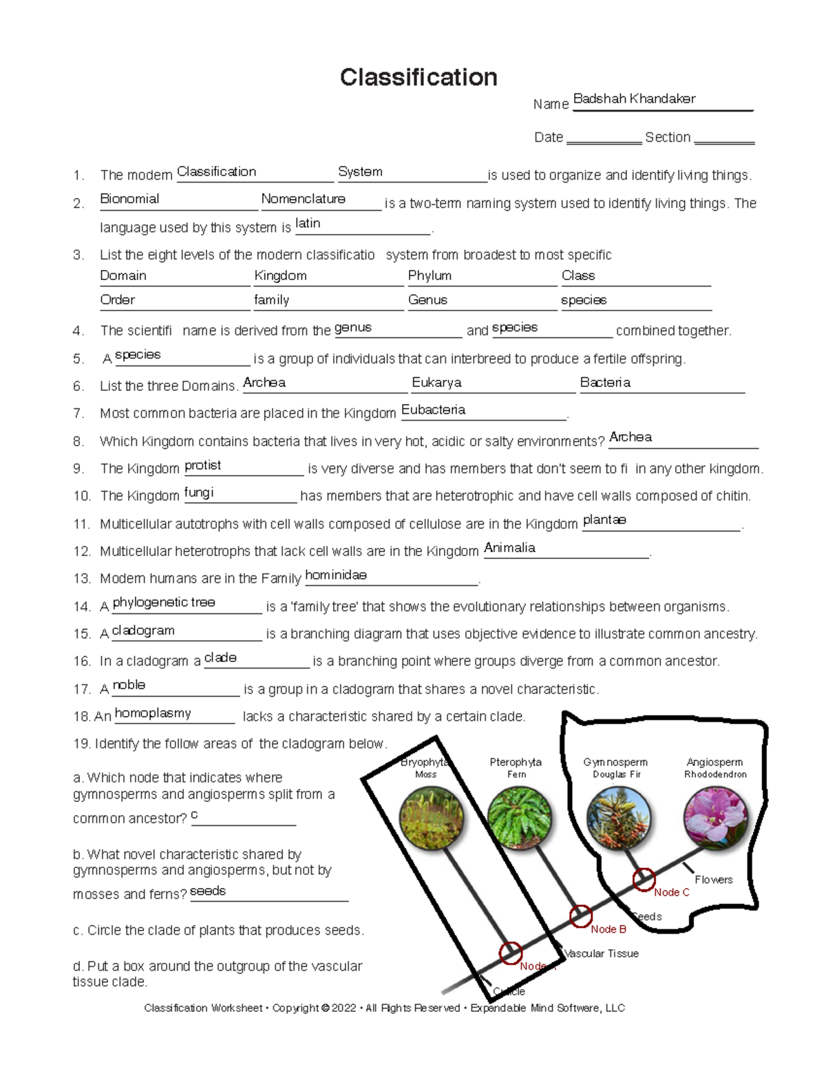 Classification - a worksheet on classfication - Classification Name