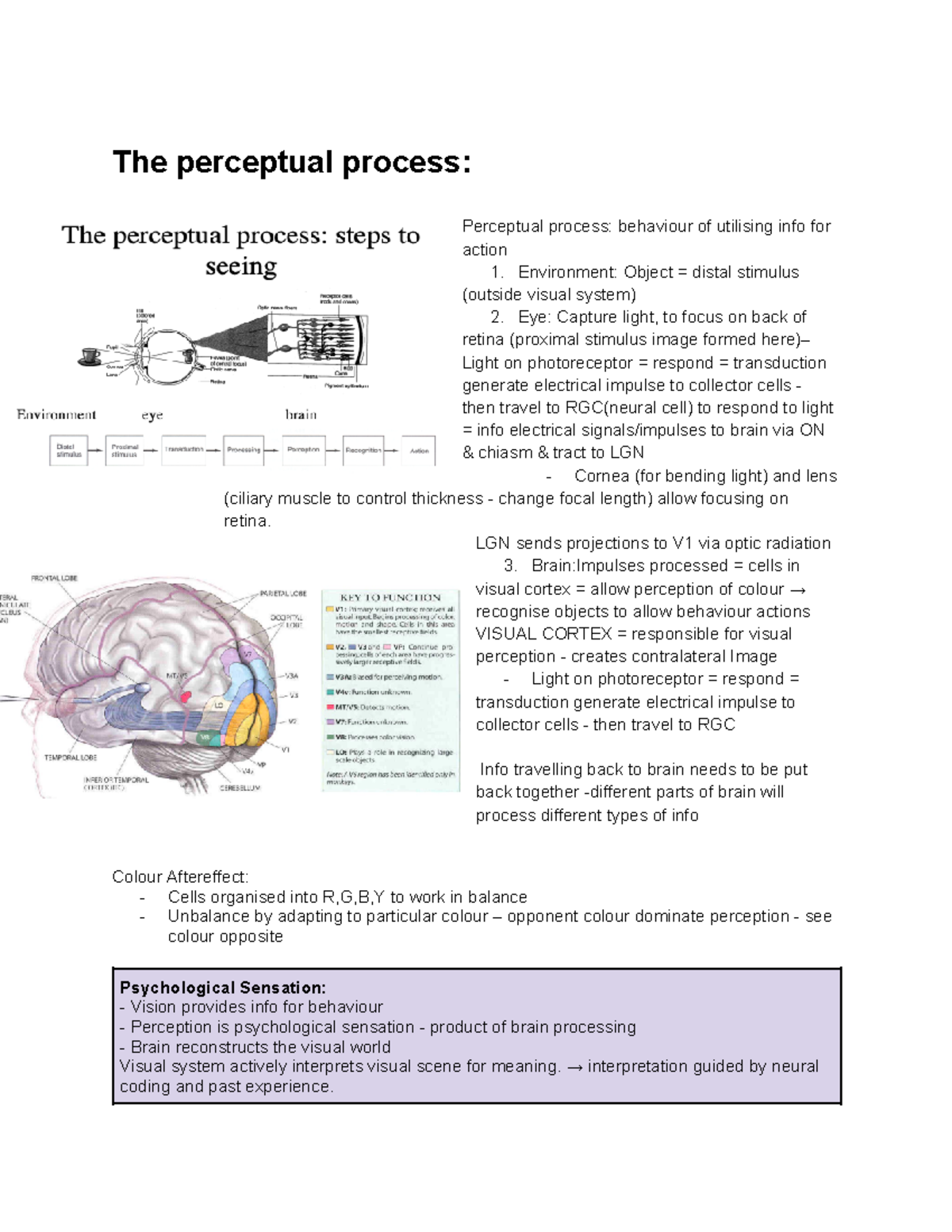 VISN Lec COND - VISN - The perceptual process: Perceptual process: behaviour of utilising info ...