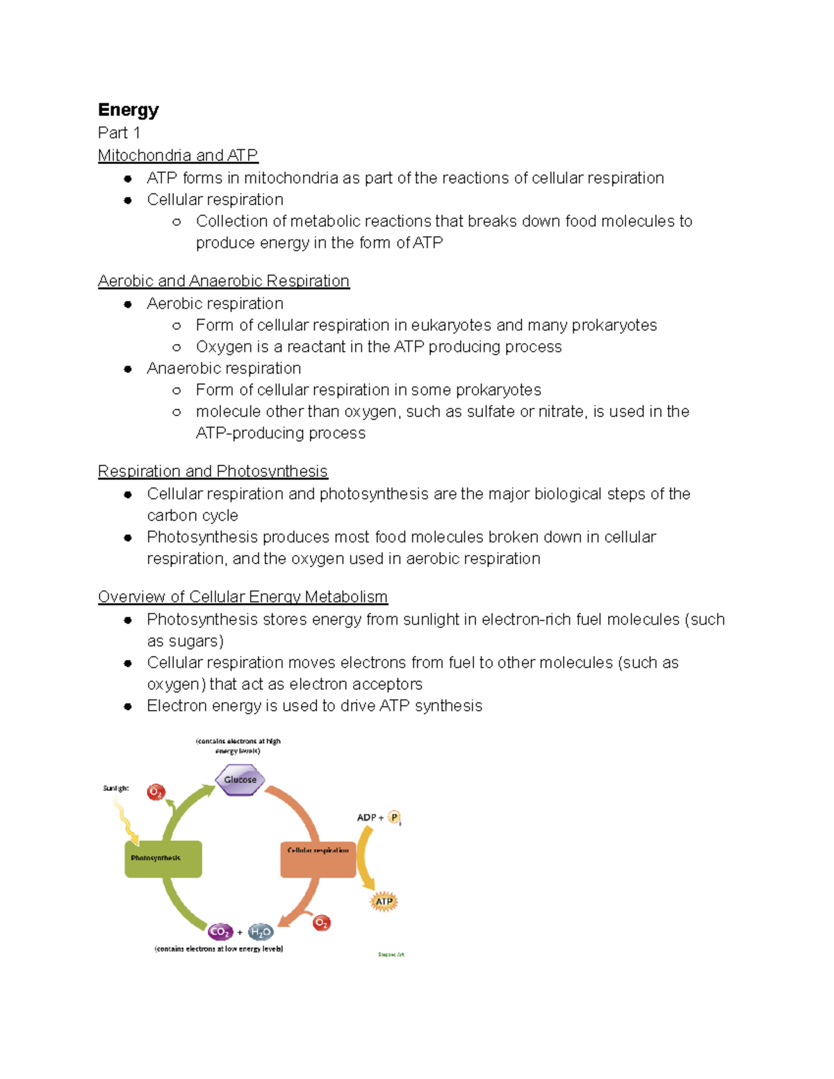 BIOL 1107 Notes- Energy - Energy Part 1 Mitochondria and ATP ATP forms ...