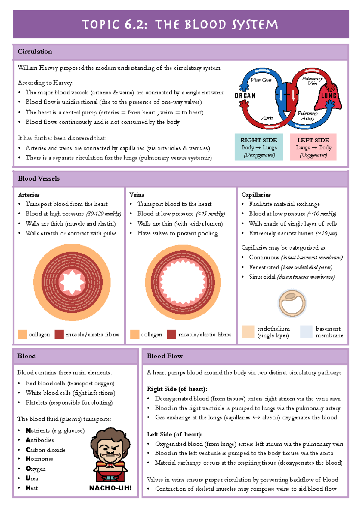 6.2 The Blood System summary - Topic 6: THE BLOOD SySTEm Circulation ...