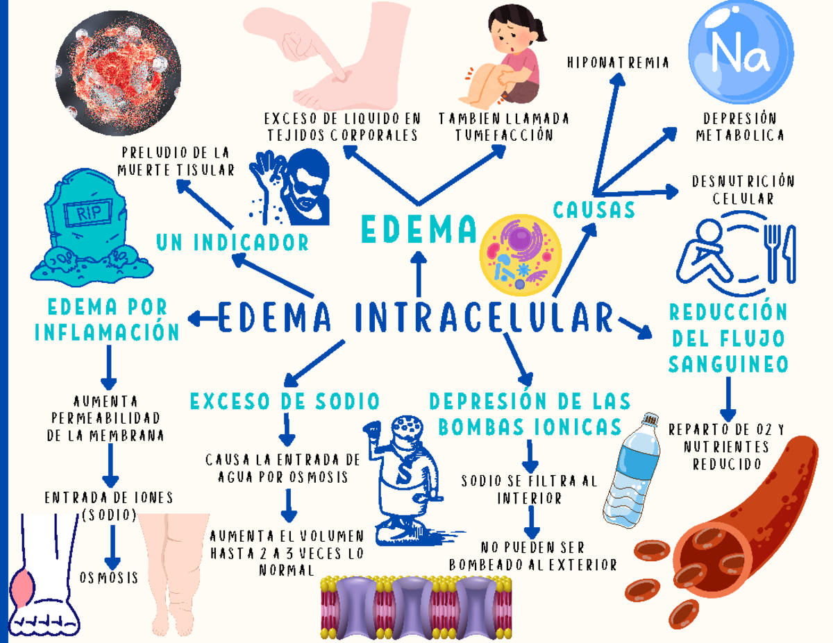 Edema Intracelular y Extracelular - E D E M A EXCESO DE LIQUIDO EN ...