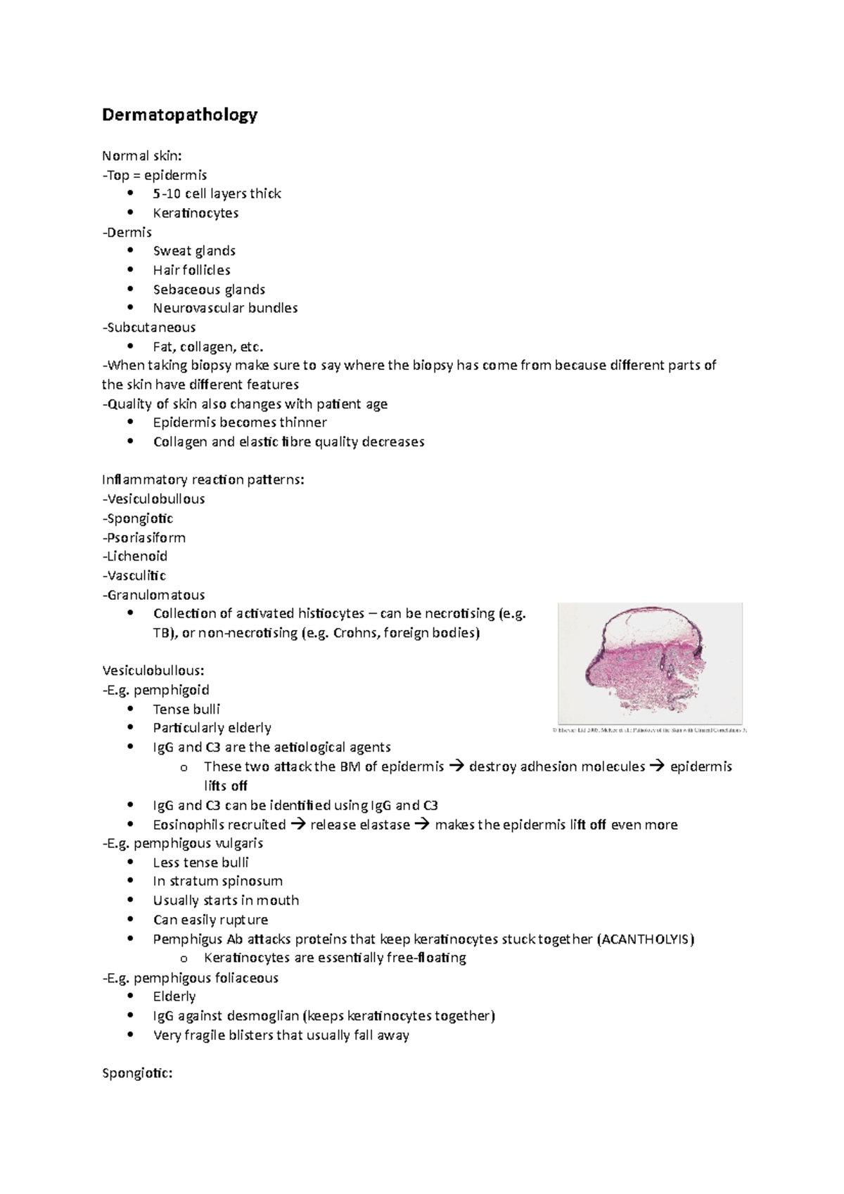 Dermatopathology - Dermatopathology Normal skin: -Top = epidermis 5-10 ...