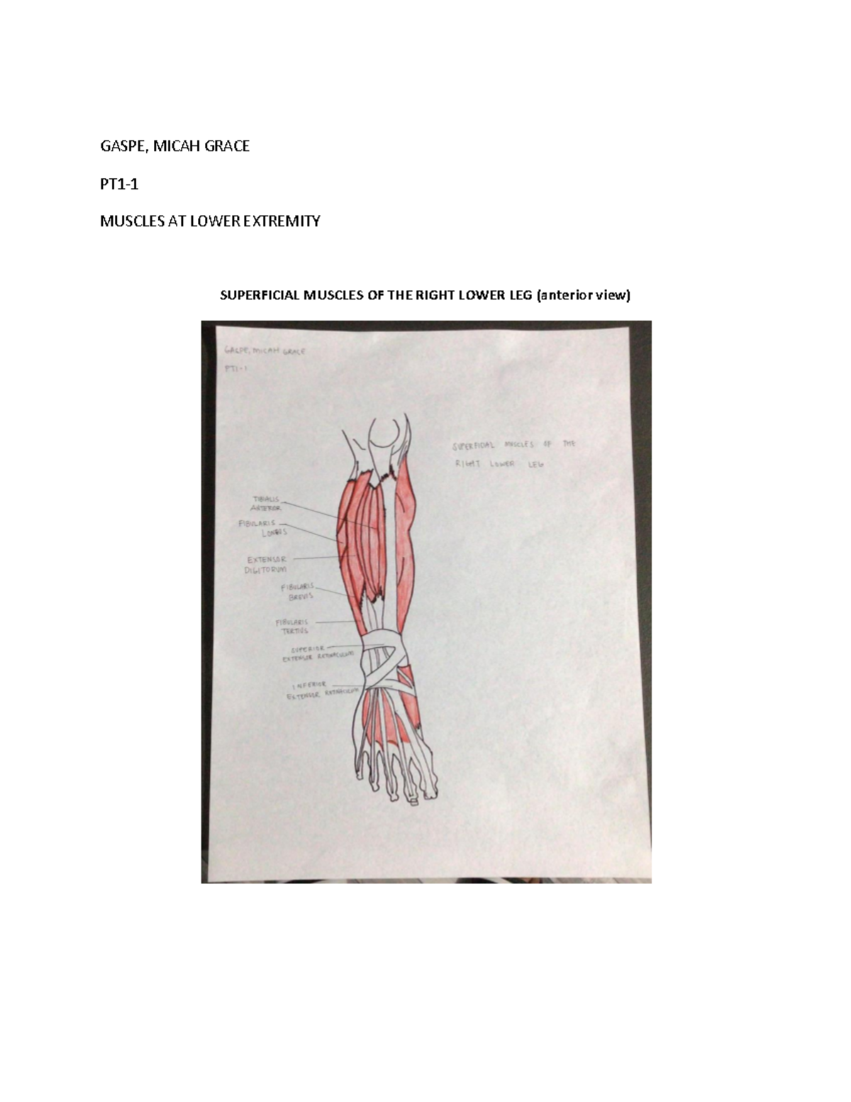 LE drawing OINA - Physical Therapy - GASPE, MICAH GRACE PT1- 1 MUSCLES ...
