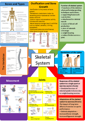 Anatomy Notes - 1. Skeletal System Function: Provides structure ...
