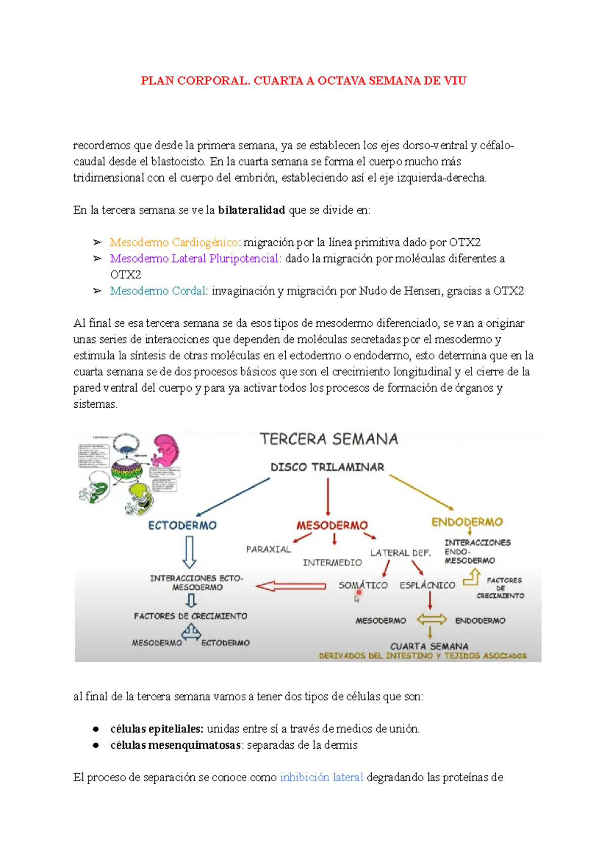 Cuarta- Octava Semana DE VIU - PLAN CORPORAL. CUARTA A OCTAVA SEMANA DE ...