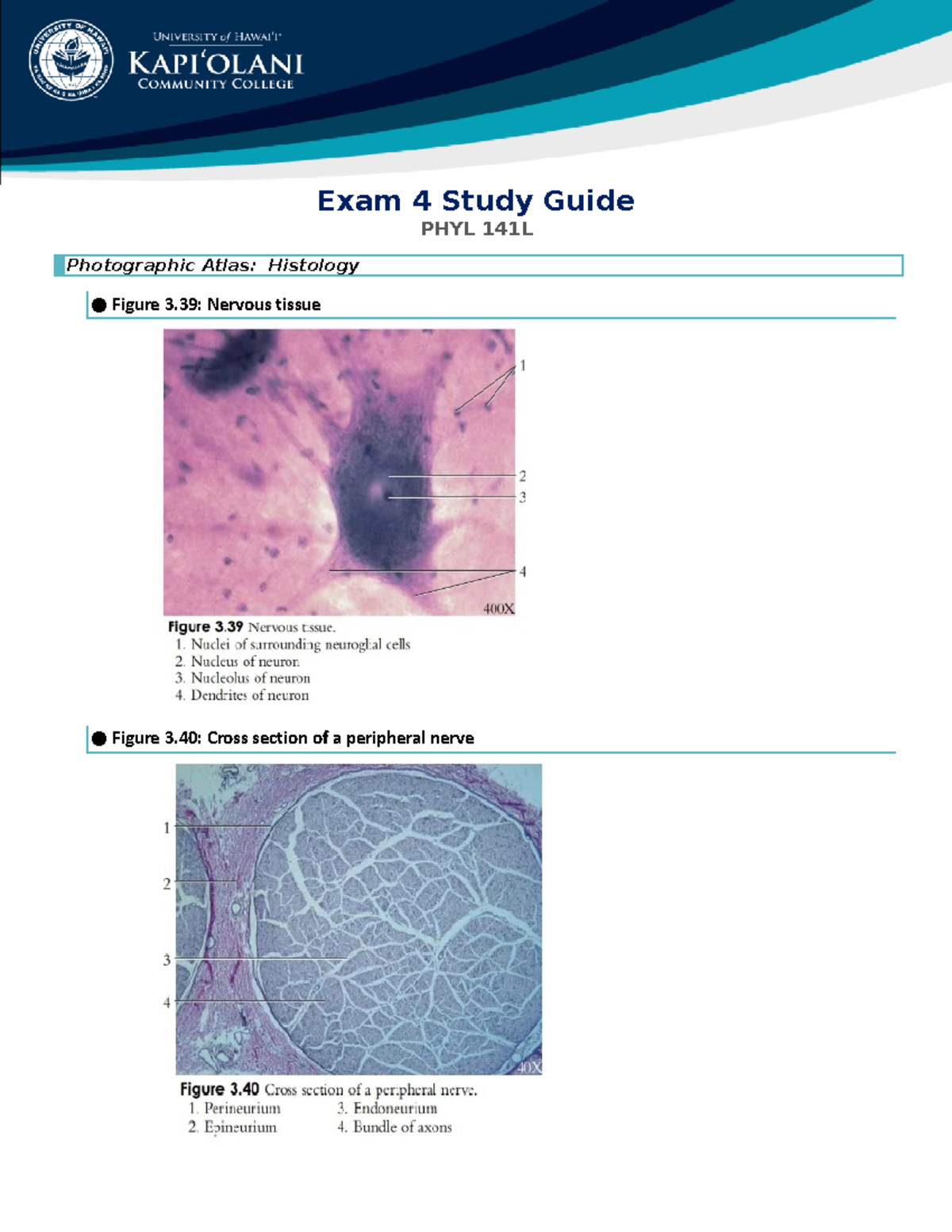 Exam 4 Study Guide - Exam 4 Study Guide PHYL 141L Photographic Atlas ...