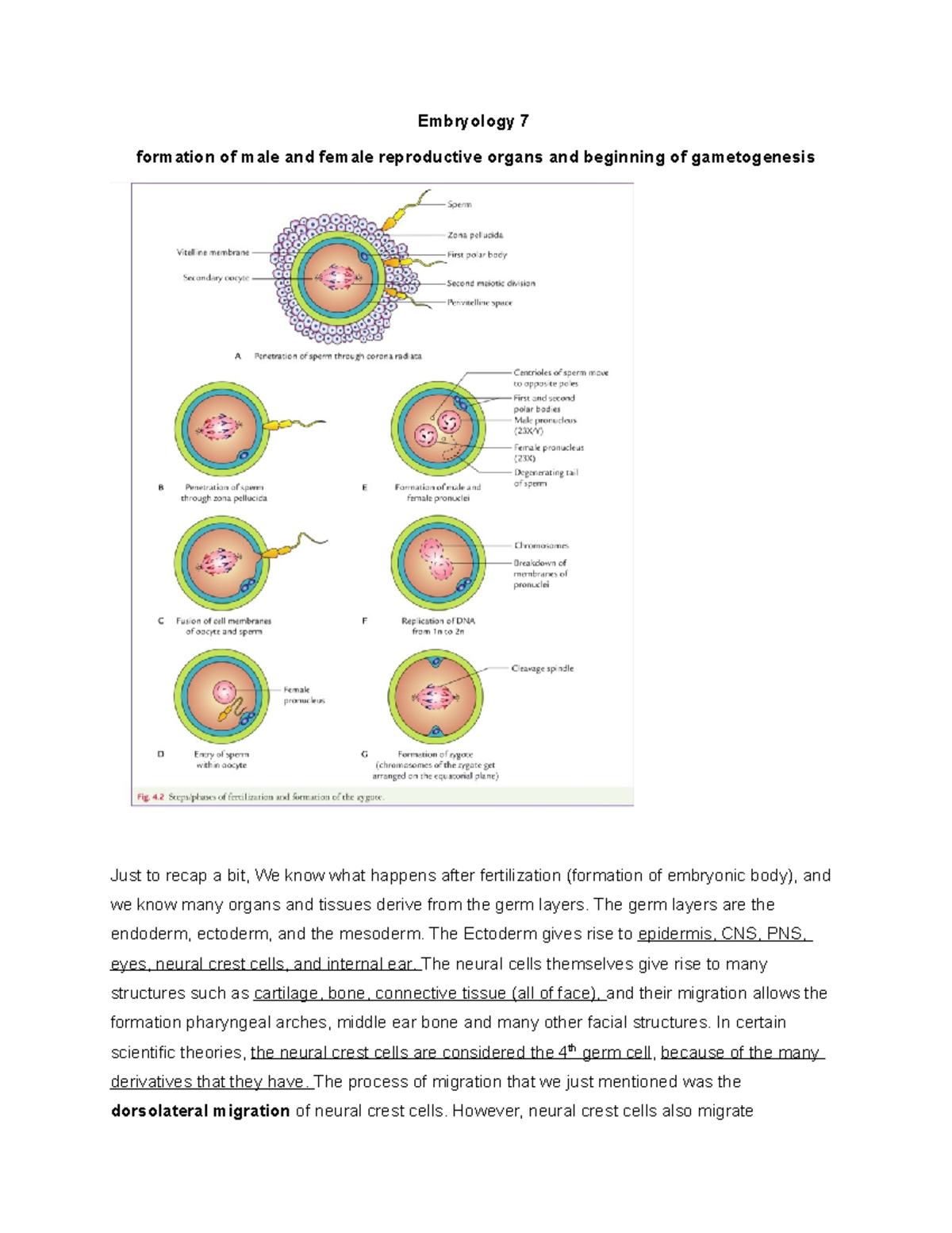 Embryology Lecture Notes 8- Gonad Formation, Primordial Germ cells ...