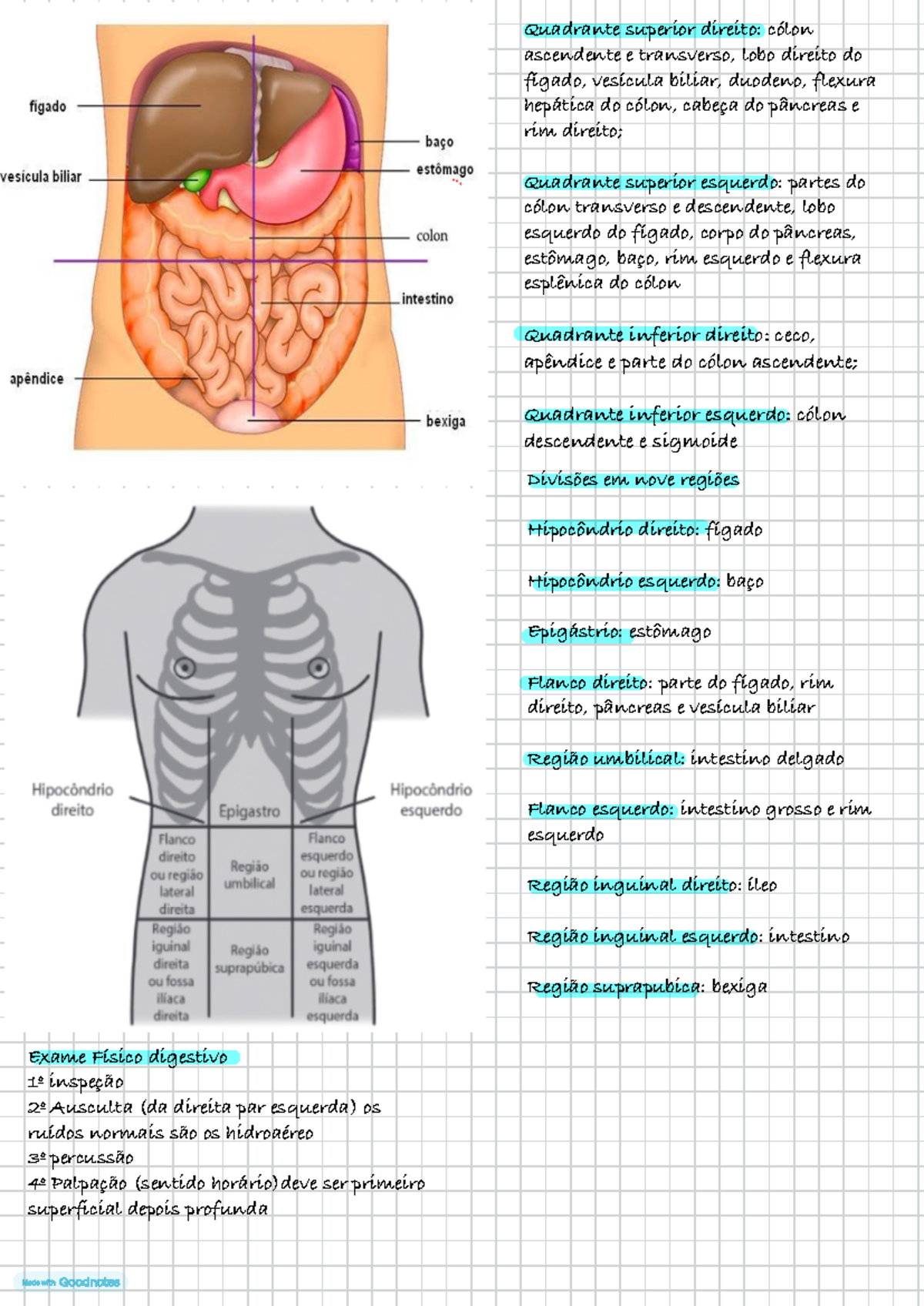 Caderno sem título - Quadrante superior direito: cólon ascendente e ...