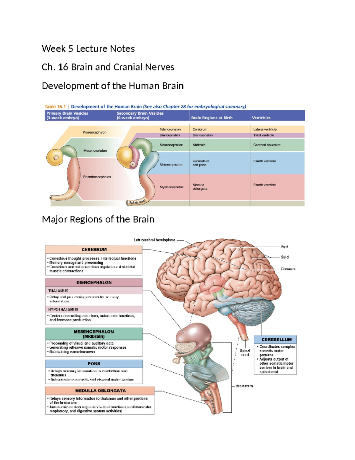 Week 5 Lecture Note1 - Week 5 Lecture Notes Ch. 16 Brain and Cranial ...