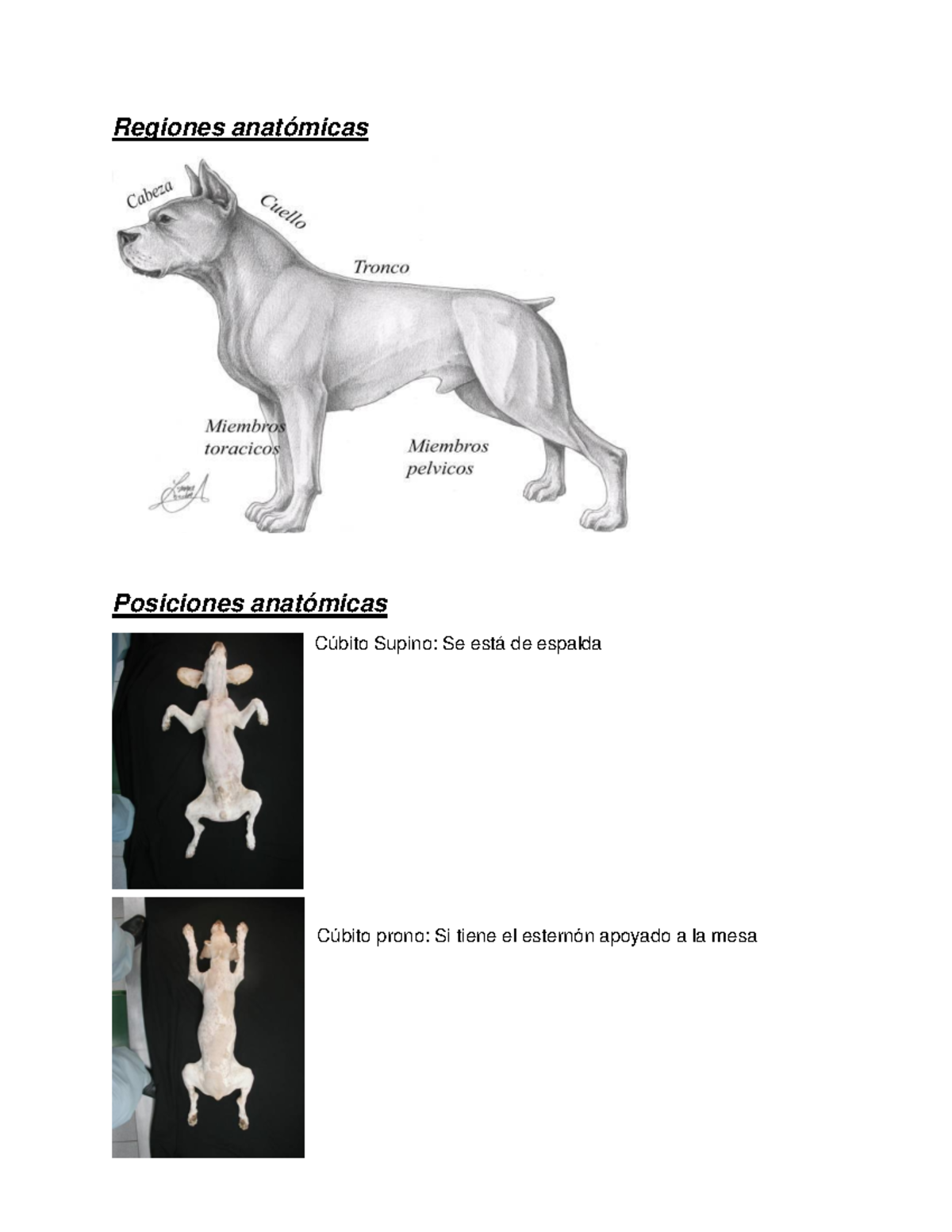 Anatomía clase 1 Topografía - Regiones anatómicas Posiciones anatómicas ...