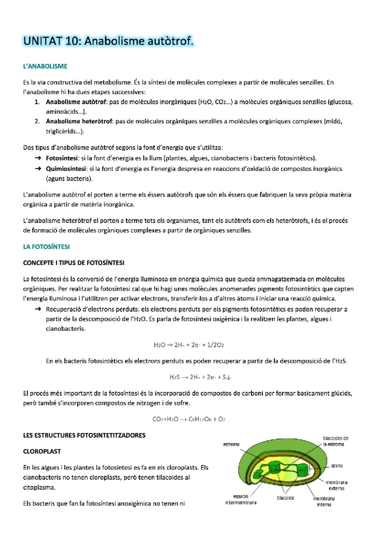 L'anabolisme autòtrof.docx - Biologia II - Ciències i Tecnologia - Studocu
