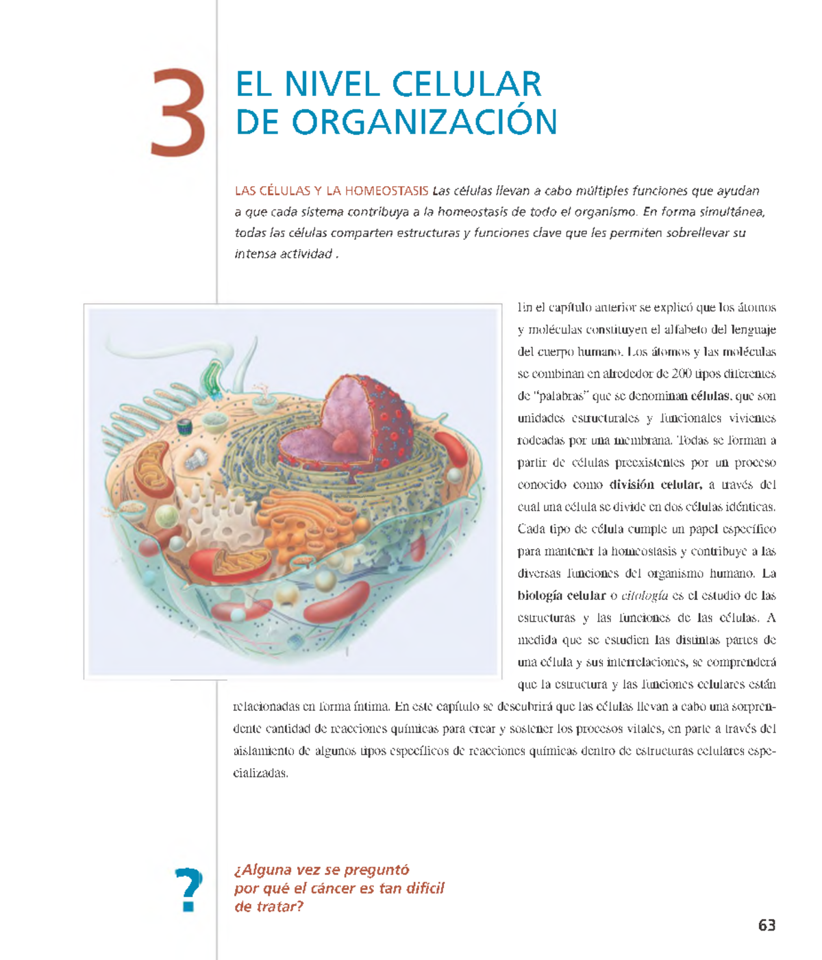 Nivel Celular DE Organizacion - EL NIVEL CELULAR DE ORGANIZACIÓN LAS ...