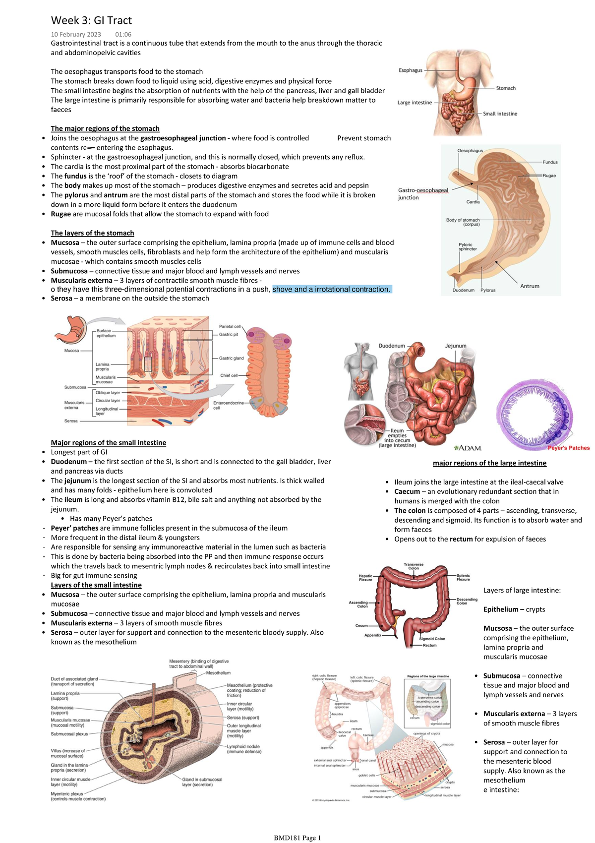 Week 3 GI Tract Notes - Gastrointestinal tract is a continuous tube ...