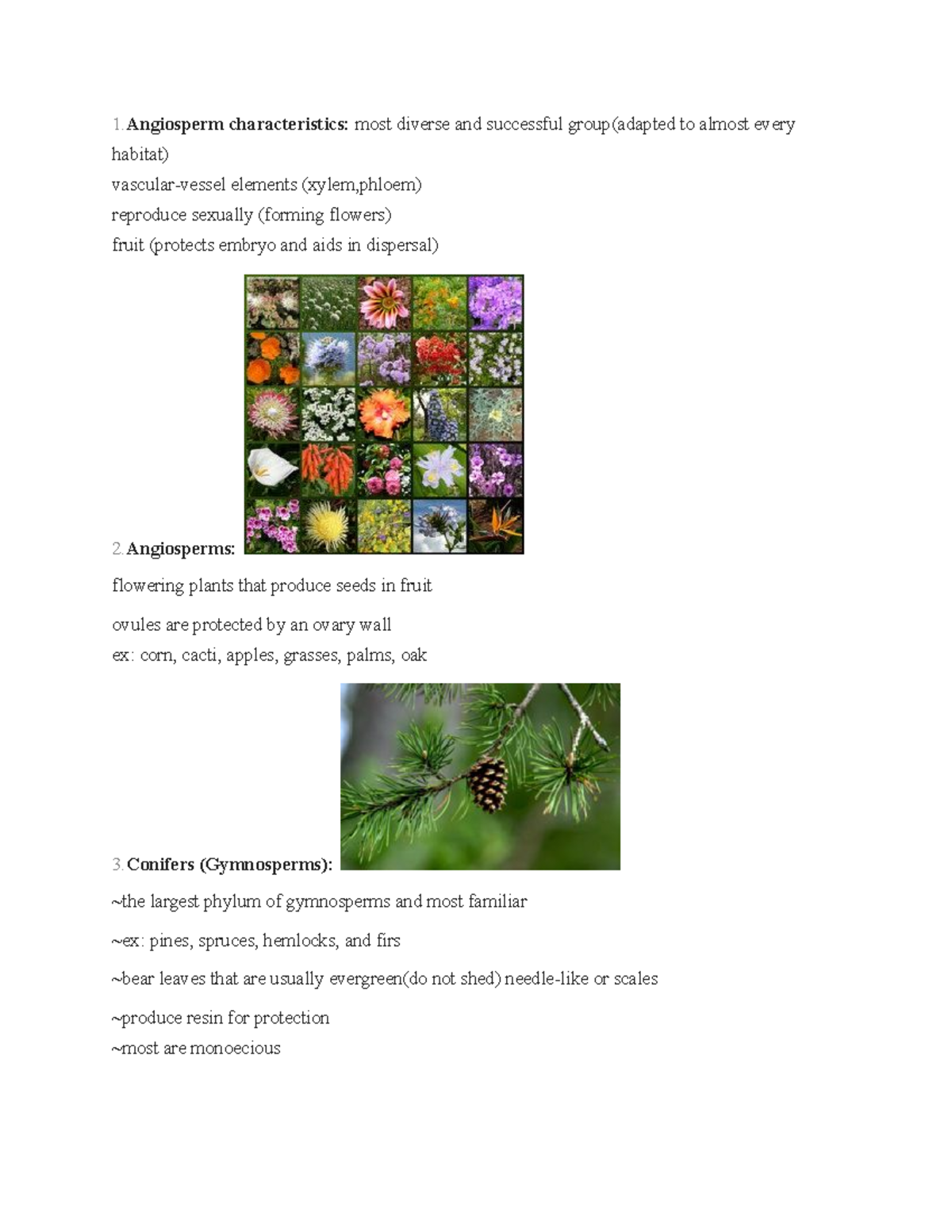 BIO 182 Plant Kingdom - 1. Angiosperm characteristics: most diverse and ...
