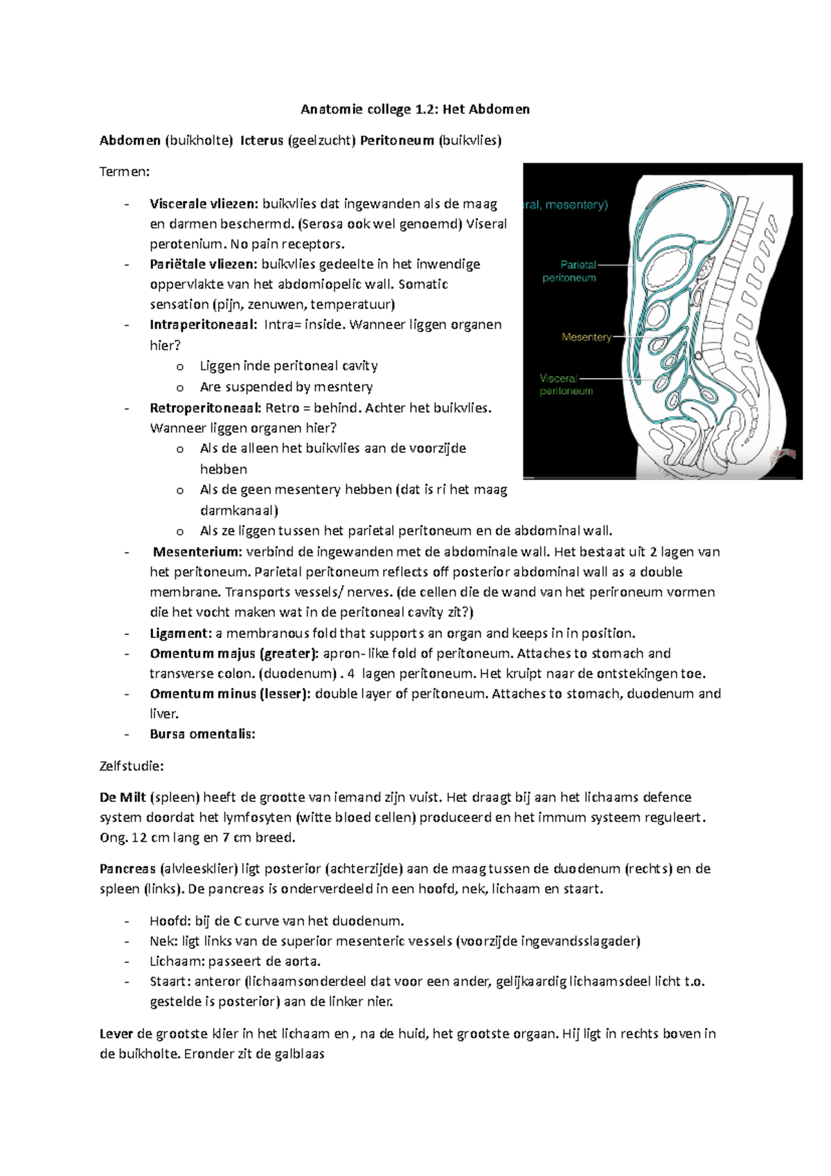 Anatomie 1.2 Het Abdomen - Anatomie college 1: Het Abdomen Abdomen ...