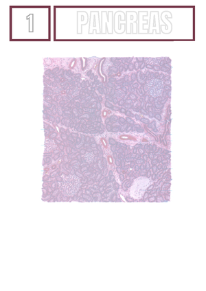 GUIA Histologia Texto - dsd - LEl páncreas es una glándula mixta ...