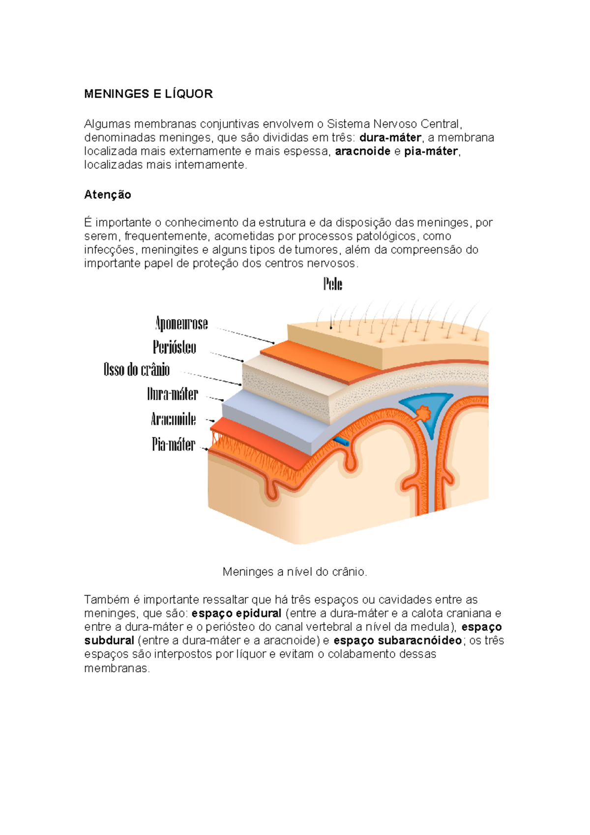 Meninges E Líquor - Resumo - MENINGES E LÍQUOR Algumas membranas ...