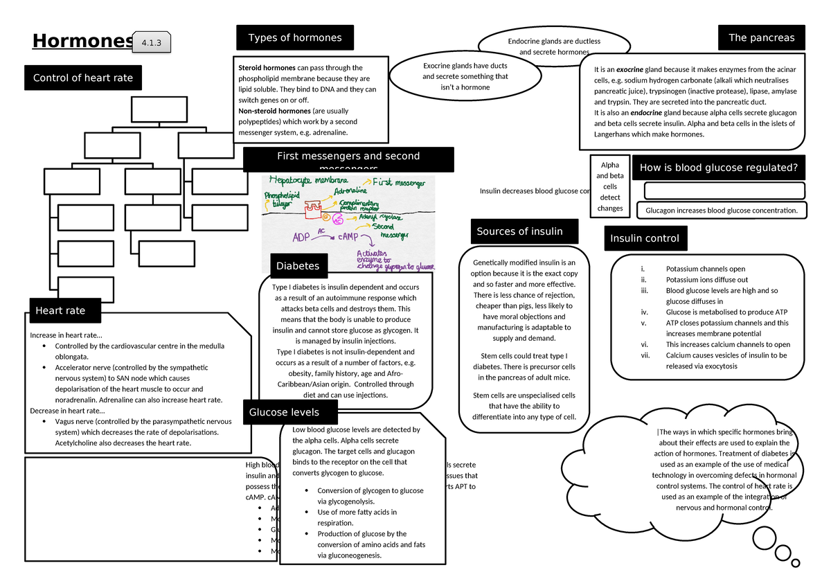 Hormones summary sheet - Adrenal glands Cortex Glucocorticords Used for ...