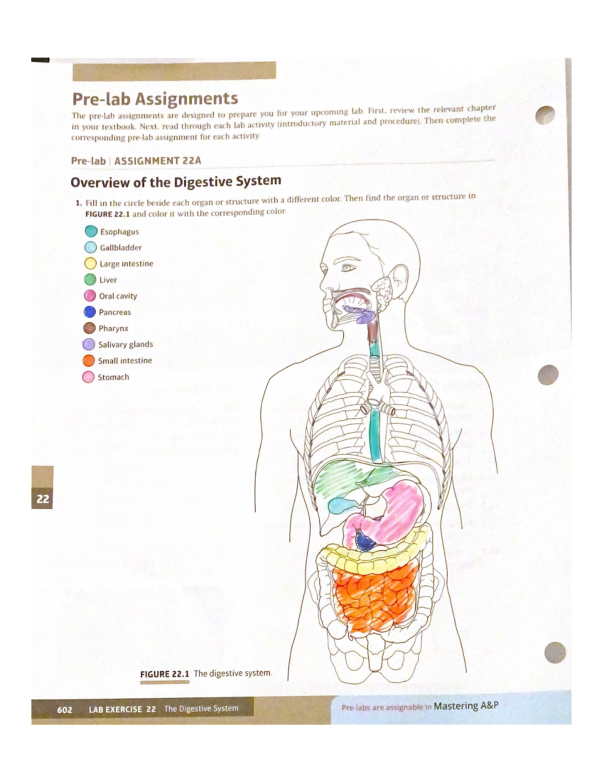 Digestive System Prelab - BIOL 430 - Studocu